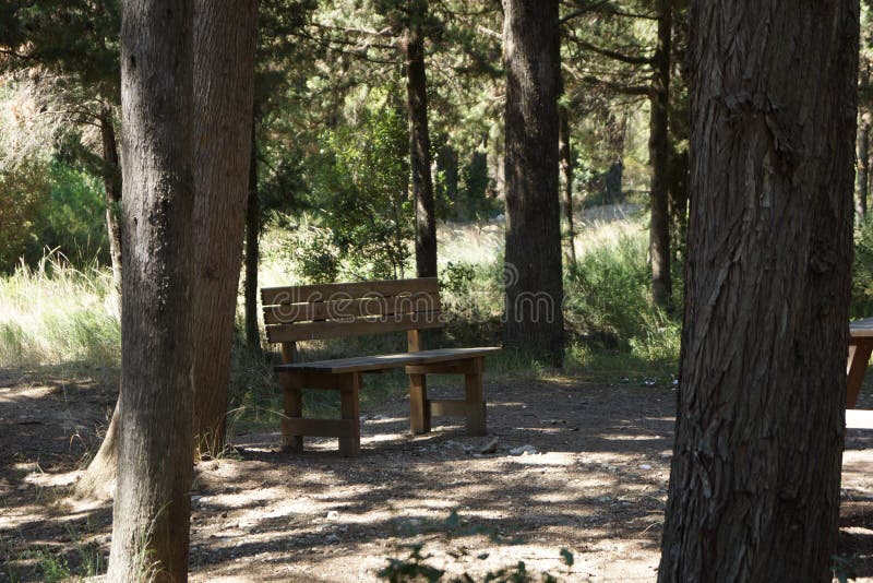 Bench in the Woods stock photo. Image of trees, seat, forest - 44578