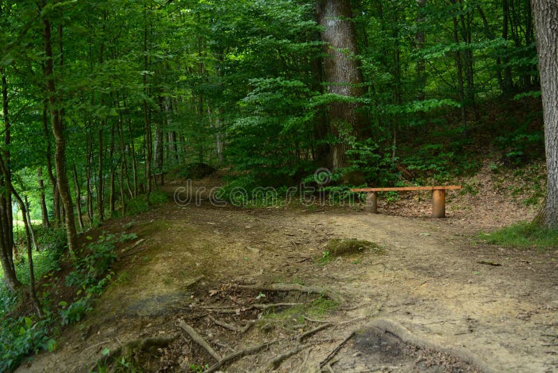 A bench in the woods stock image. Image of woods, nature - 80066563