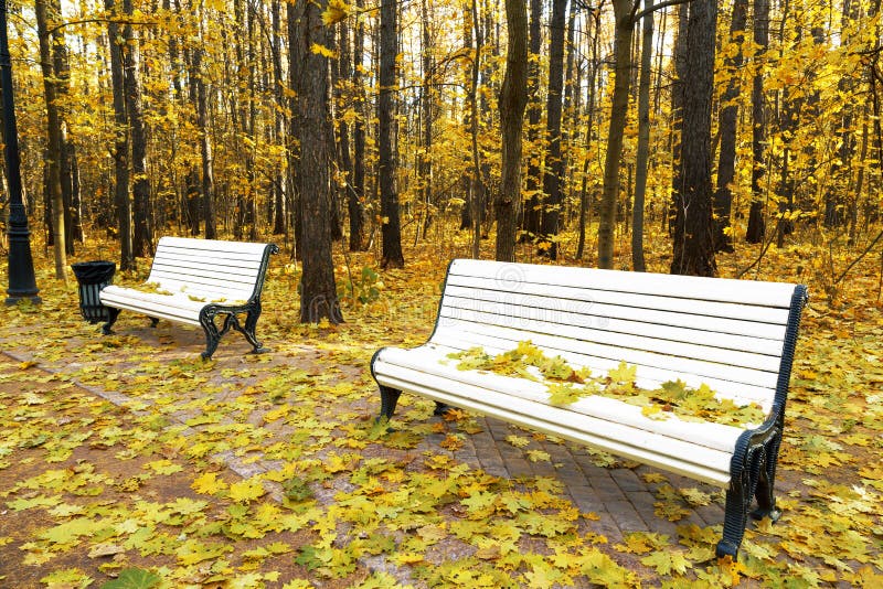 Benches in autumn park stock image. Image of beautiful - 61079603