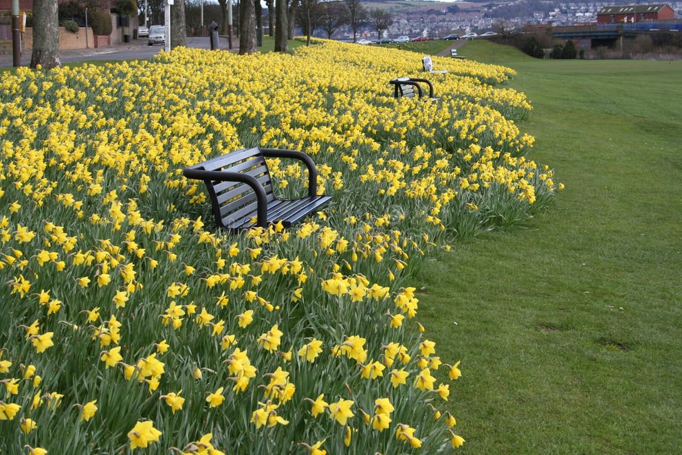 Benches and daffodils stock photo. Image of springtime - 1762092