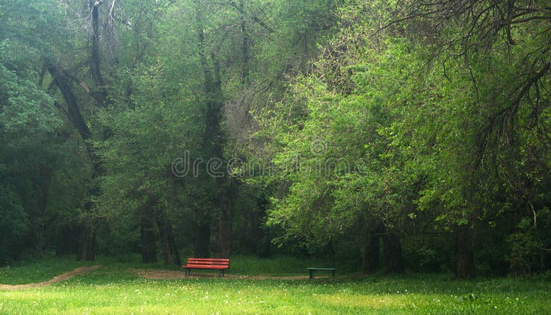Benches in the forest stock photo. Image of tree, pasture - 278822356