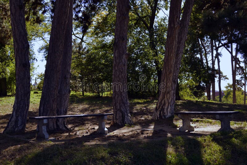 Benches in the forest stock photo. Image of benches - 160705060