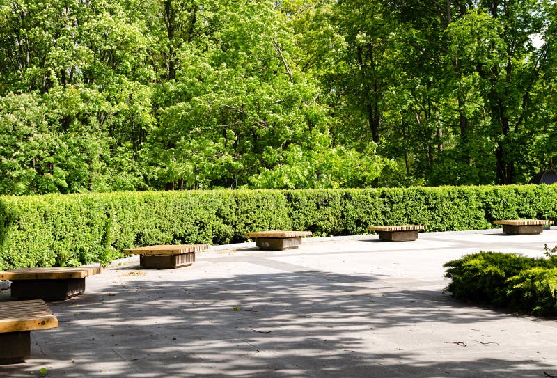 Benches for Relaxation with a Tree, in a Park among Green Trees Stock ...