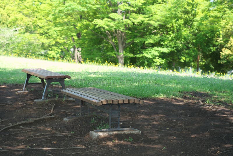 Benches Under Tree in a Park Stock Image - Image of park, leaf: 148486515