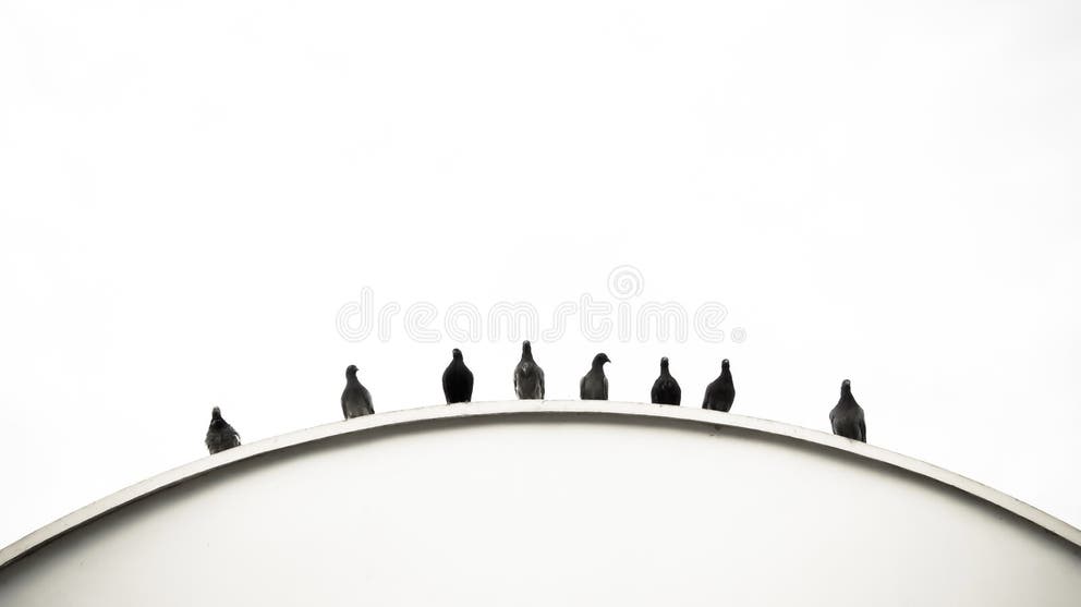 Bend of Pigeons stock image. Image of eight, white, birds - 27882203