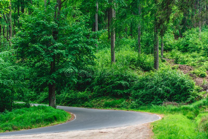 A Bend on the Road in the Forest Stock Image - Image of tree, woods ...