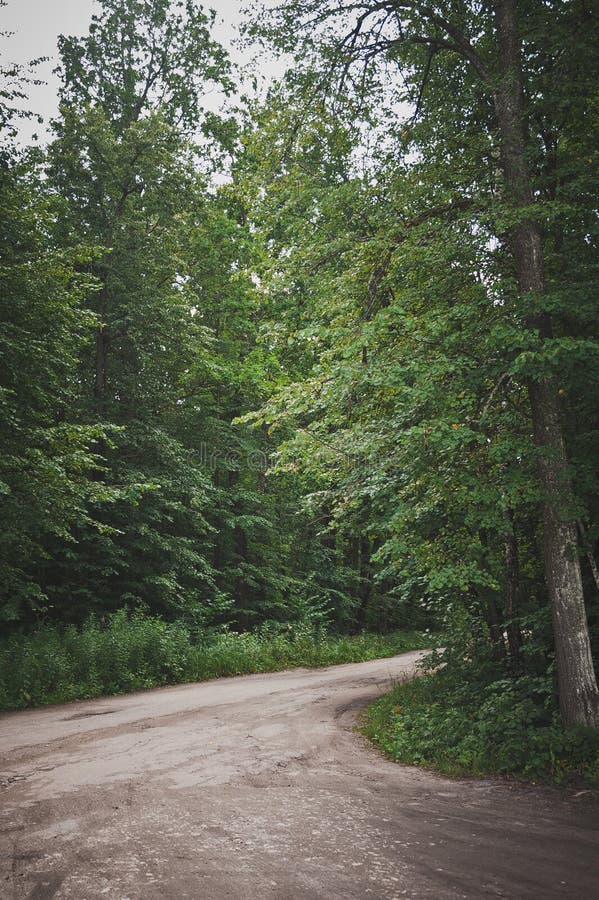 Forest Turn of the Road among the Trees 543. Stock Image - Image of ...
