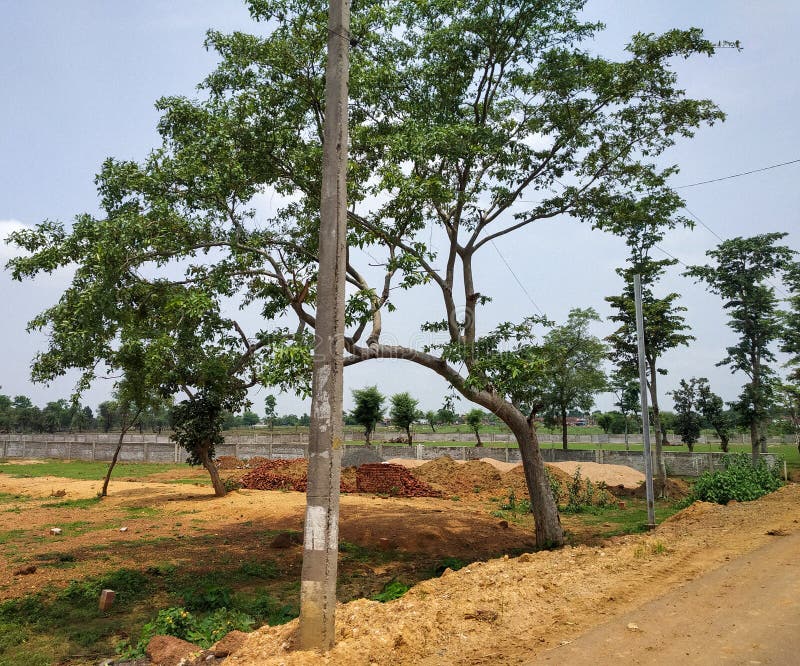 A Bend Shape of the Tree is Next To the Road. Stock Photo - Image of ...