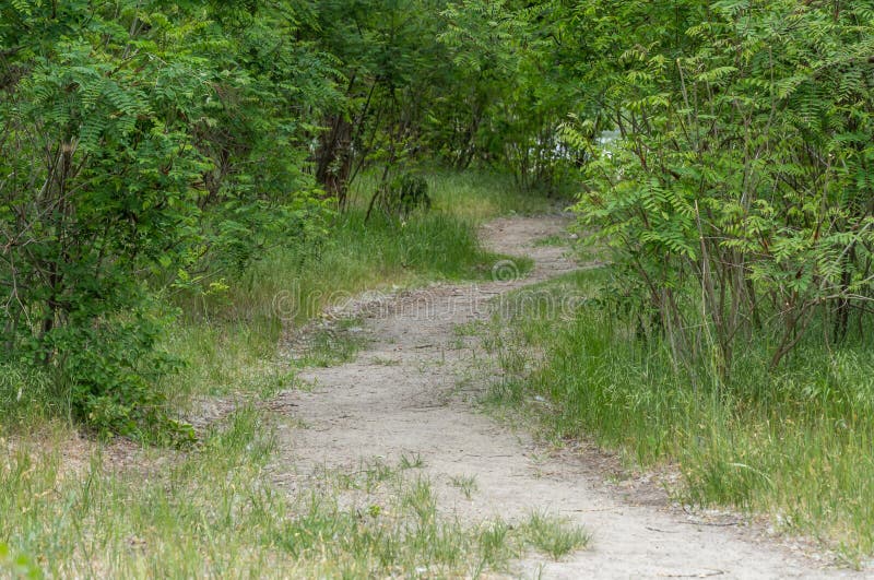 Bend Tree Trunks Pathway Deciduous Wood Magical Natural Arch Stock ...