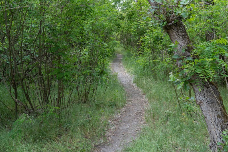 Bend of Tree Trunks and Pathway in Deciduous Wood. Magical Natural Arch ...