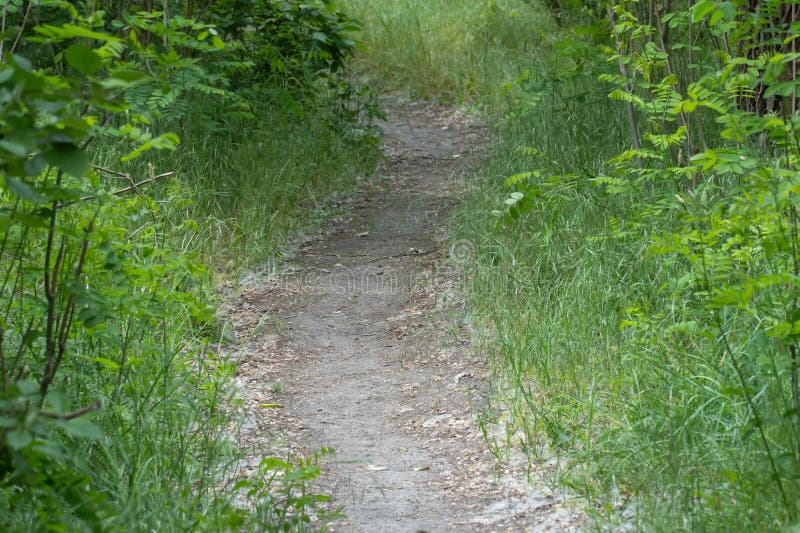Bend of Tree Trunks and Pathway in Deciduous Wood. Magical Natural Arch ...