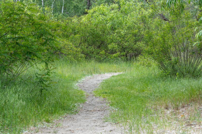 Bend of Tree Trunks and Pathway in Deciduous Wood. Magical Natural Arch ...