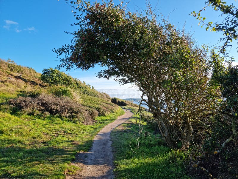 Bend Tree by Wind in Bornholm Denmark Scandinavia Stock Image - Image ...