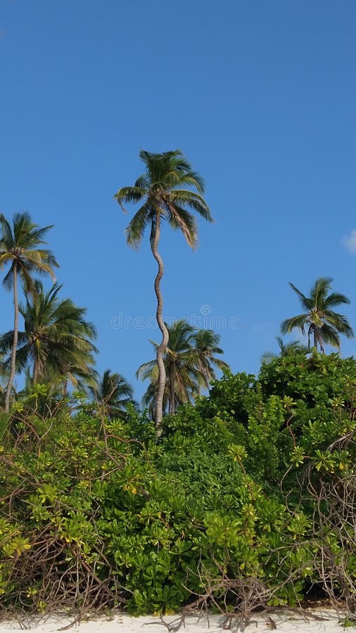 667 Bended Tree Photos - Free & Royalty-Free Stock Photos from Dreamstime