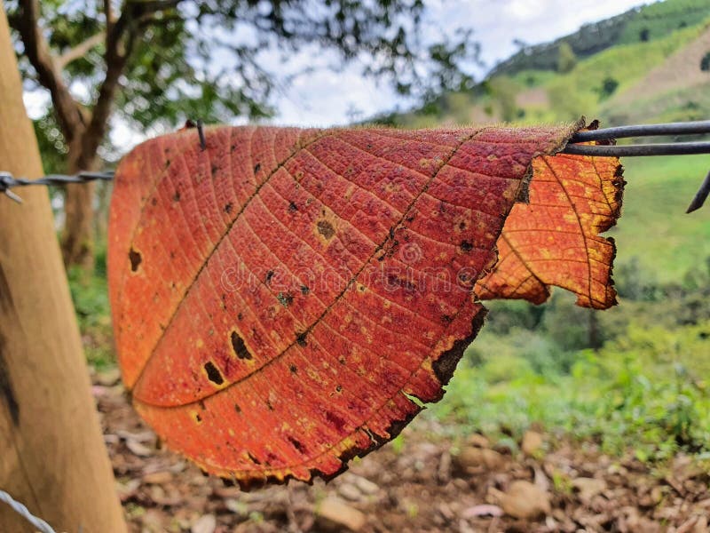 Bended Leaf on a Barbed Wire Stock Image - Image of branch ...