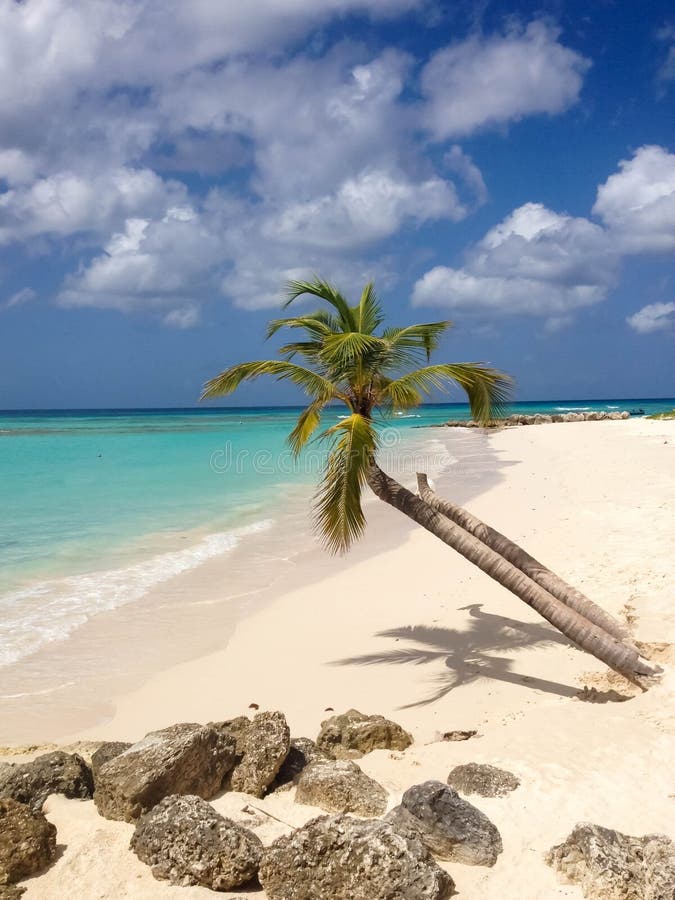 Bended Palm Trees White Sand Beach Stock Photos - Free & Royalty-Free ...