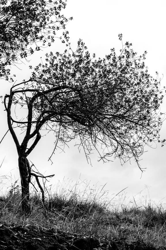 The bended small tree stock image. Image of resilience - 166475051