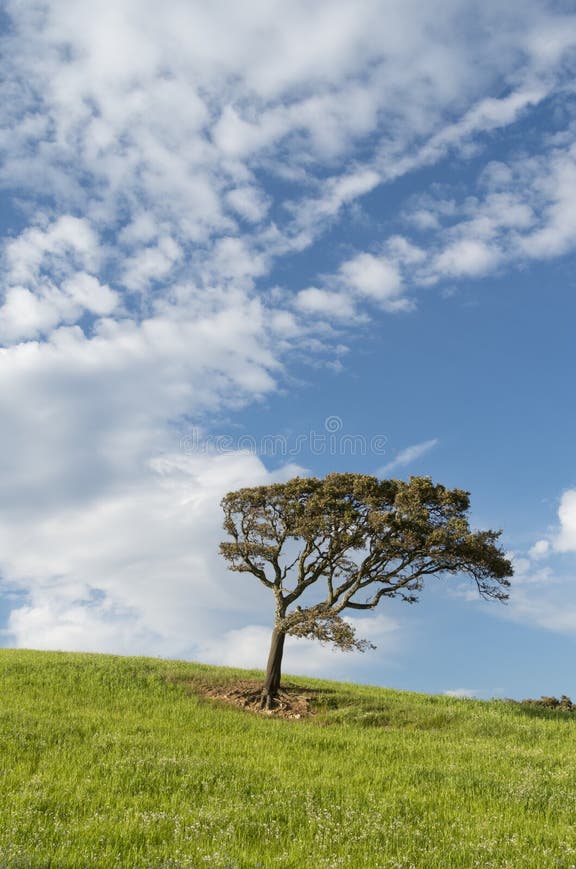 Bended tree and sun stock image. Image of flowers, tree - 39966893