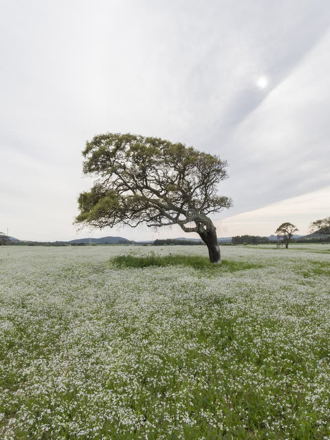 Bended tree and sun stock photo. Image of vertical, bend - 32400524