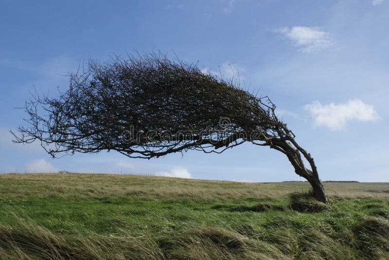 Bended tree stock image. Image of wind, landscape, park - 46656733