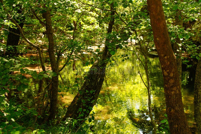 Bended Trees Above Mountain River Stock Photo - Image of leaf, lake ...