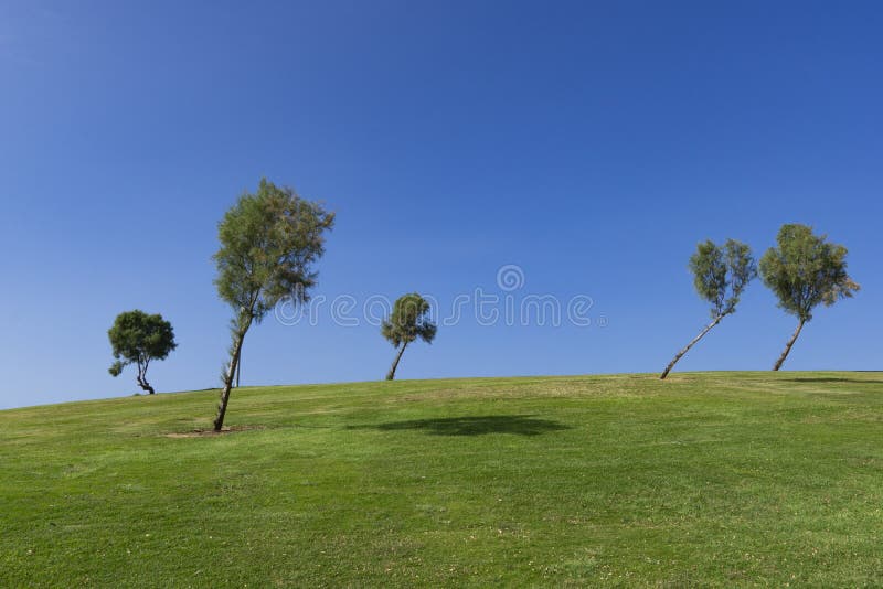 Bended Trees by the Wind on a Green Hill with a Nice Blue Sky ...