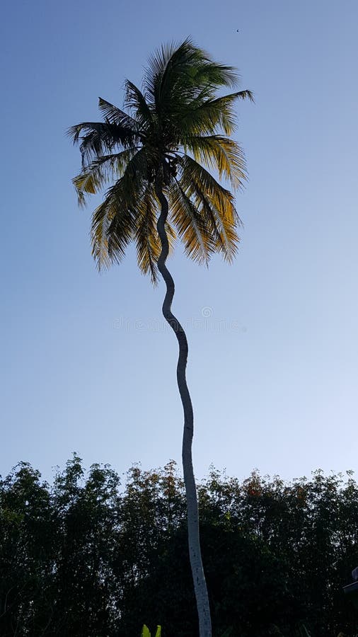 Bending coconut tree stock photo. Image of bending, tree - 65827426