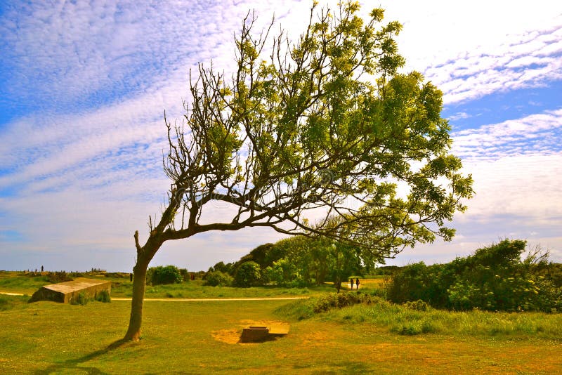 Bending Tree stock image. Image of france, outdoors, wind - 62969437