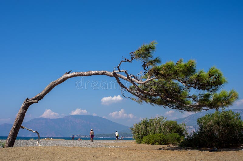 Bending Tree Bowing Over the Beautiful Beach of Dalyan, Turkey Stock ...