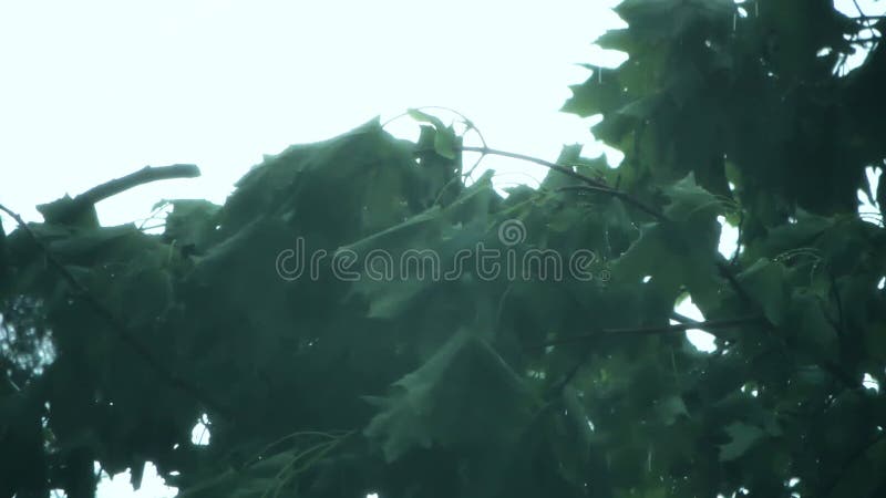 Trees Bending in Heavy Snow Storm Stock Video - Video of gloom, wind ...