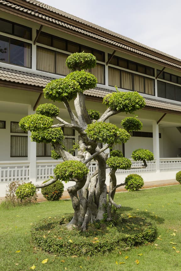 Bending tree stock image. Image of tree, wood, travel - 48850927