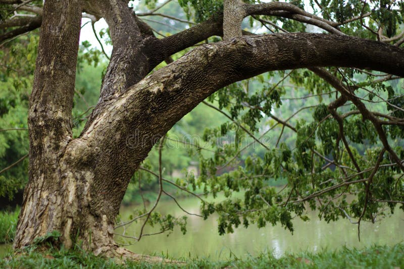 Bending Tree Trunk Branches on the Lake Gardens Stock Image - Image of ...