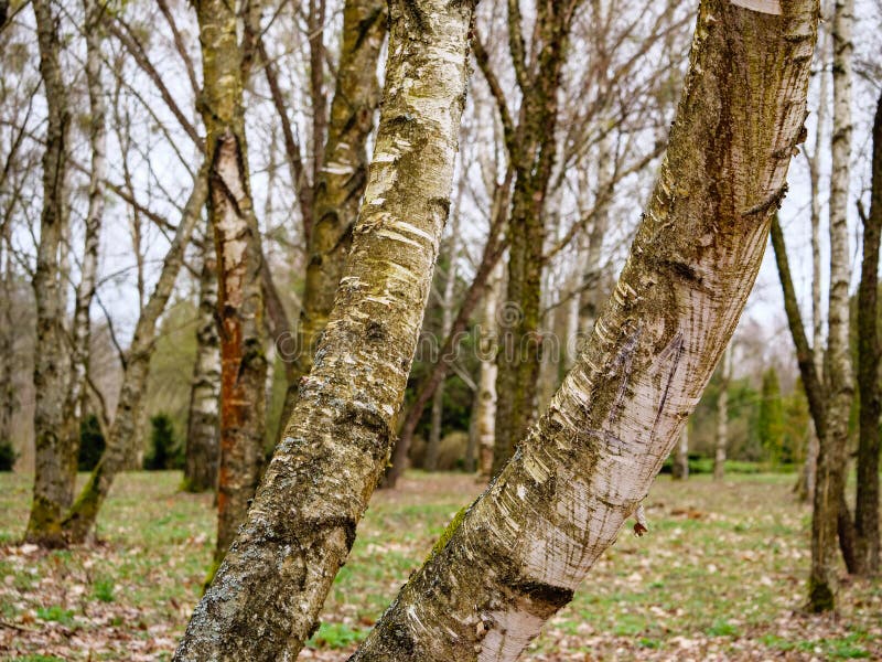 Bending 2 Tree Trunks of a Birch, Grove Stock Image - Image of plant ...
