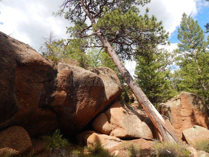 Bending Tree in Vedauwoo, Wyoming Stock Image - Image of hike ...