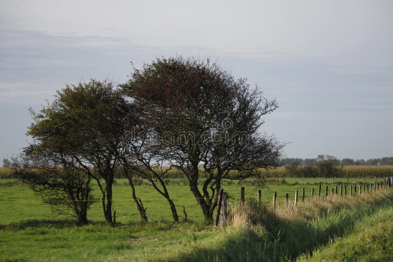Bending trees stock image. Image of grass, cornfield - 16885959