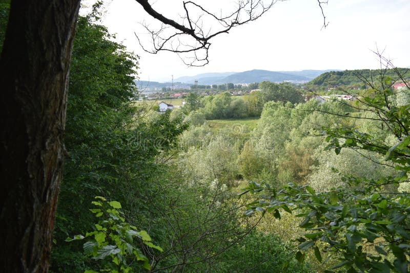 Beneath a Tree in the Woods Stock Image - Image of natural, woods ...