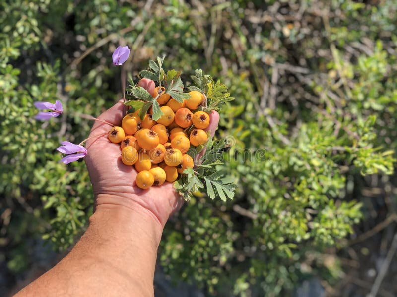 Beneficial Yellow Hawthorn Fruit Stock Image - Image of hawthorn ...