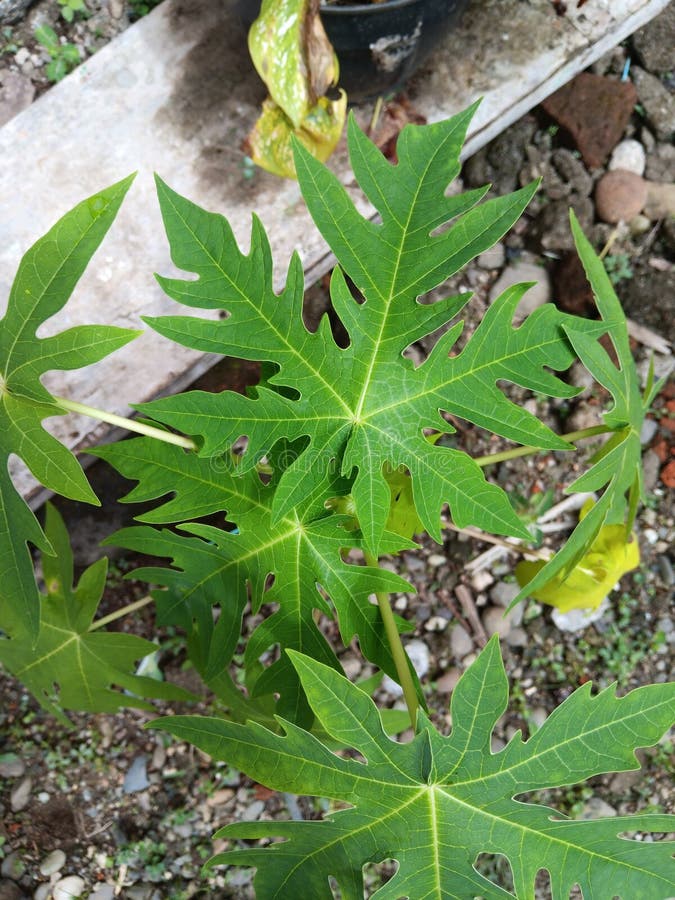 Benefit of papaya leaves stock image. Image of flower - 356545633
