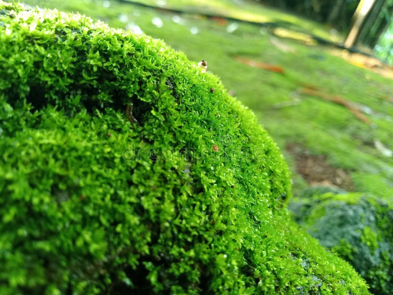 Moss Plants Maintain Soil Moisture Stock Image - Image of object ...