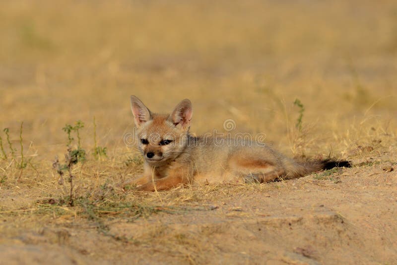 Bengaalse Vos, Indian Fox, Vulpes Bengalensis Stock Image - Image of ...
