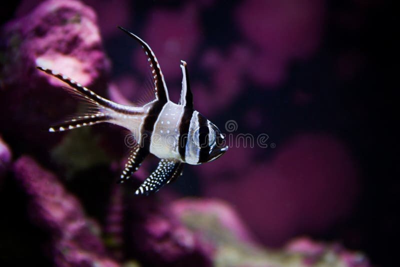 Bengal Cardinal Stock Photos - Free & Royalty-Free Stock Photos from ...