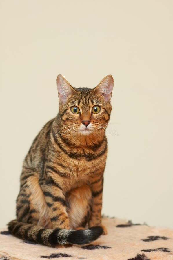 Bengal stock image. Image of bengal, cuddly, kitten, nature - 2199385