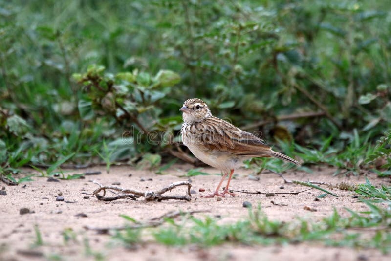 Bengal bush-lark stock photo. Image of morning, single - 123066708