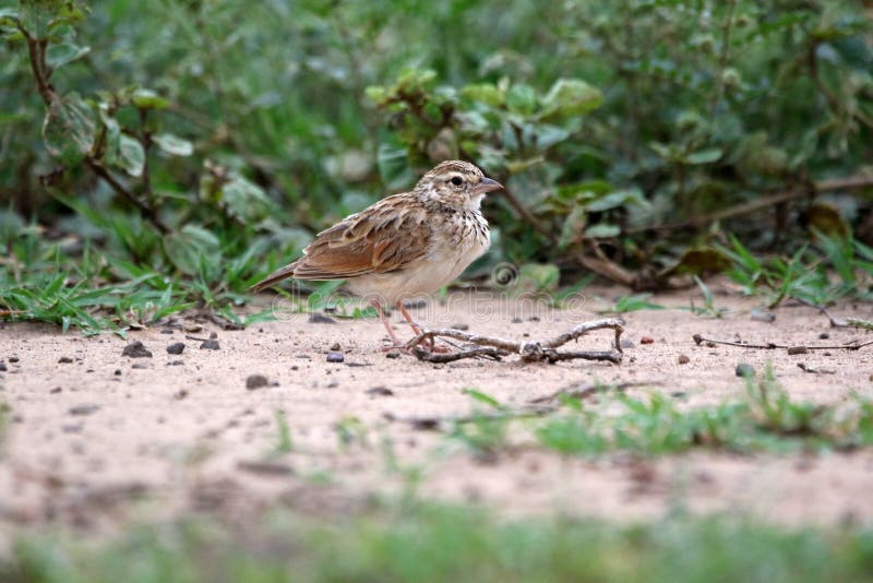 Bengal bush-lark stock image. Image of morning, bill - 123066751