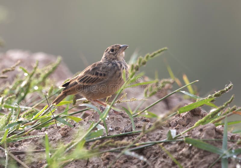 Bengal bush lark stock image. Image of bird, animals - 127658213