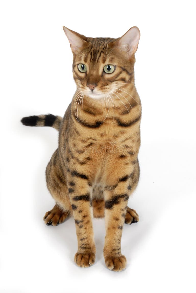 63,982 Image Cat Unl Stock Photos - Free & Royalty-Free Stock Photos ...