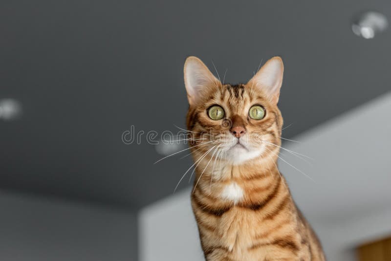 528 Cat Ceiling Stock Photos - Free & Royalty-Free Stock Photos from ...
