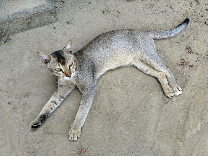 A Bengal Cat. a Cat from Bangladesh Stock Photo - Image of veterinarian ...