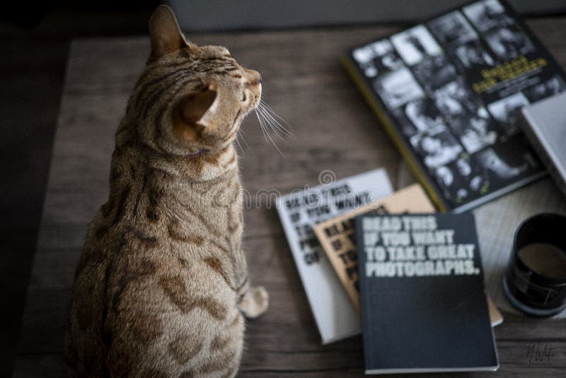 Bengal Cat stock photo. Image of bengalcat, interior - 157564040