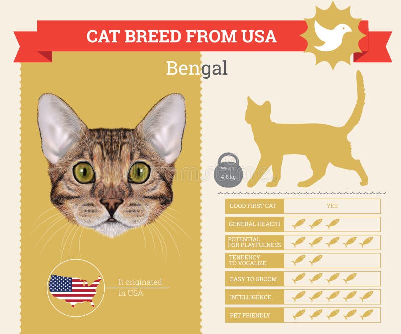 Bengal Cat Breed Infographics Stock Illustration - Illustration of ...